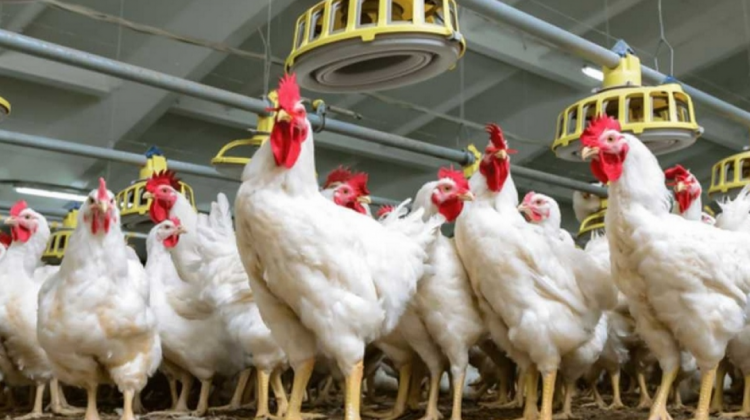 Gripe aviar: Senasag prohíbe el transporte de todo tipo de aves dentro ...